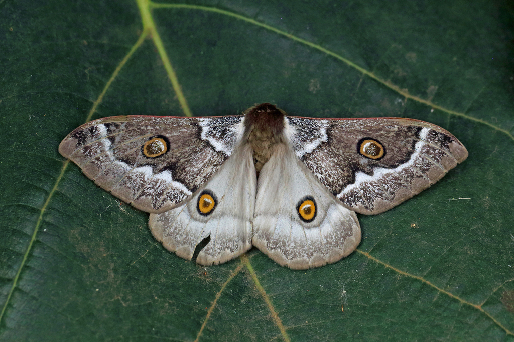 Cavorting Emperor from Sakania, Katanga Province, Democratic Republic ...