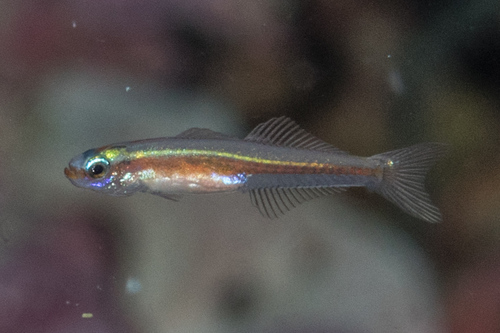 Naked Dartfish (Parioglossus nudus) · iNaturalist