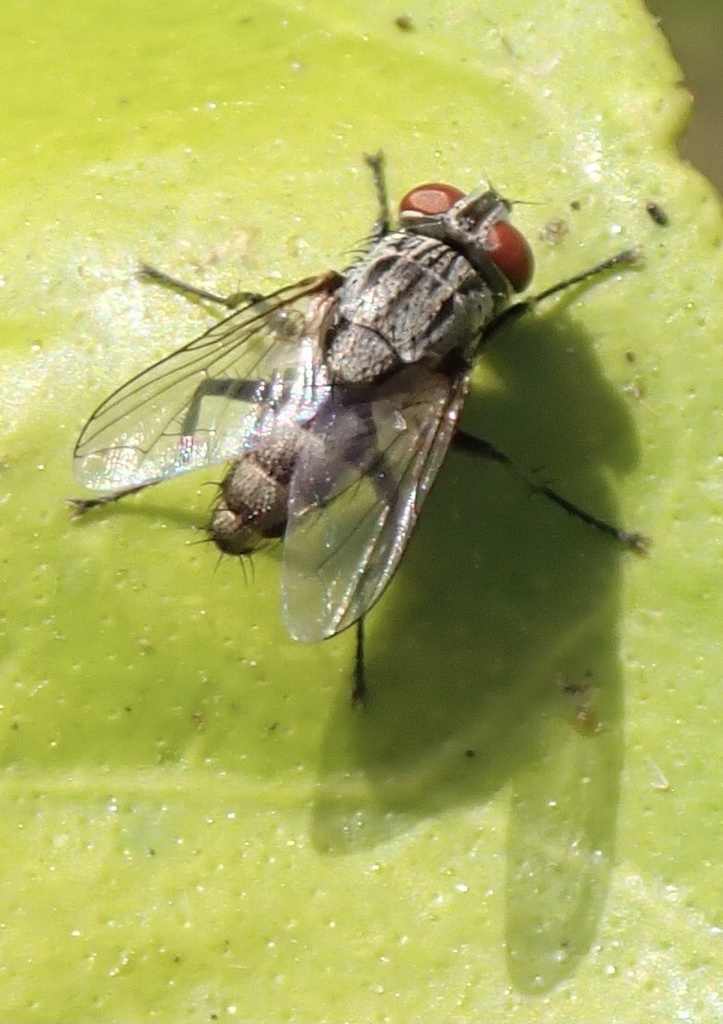 Flesh Flies and Satellite Flies in August 2021 by Albert Cardona ...