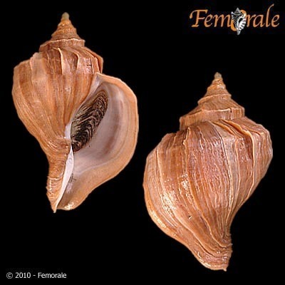 Neptunea polycostata (Suma aquarium, Kobe, Hyogo prefecture, Japan) · iNaturalist