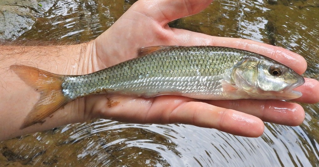 Fallfish from Frederick County, MD, USA on August 10, 2021 at 11:35 AM ...