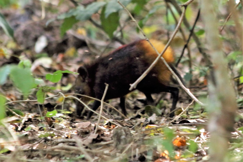 Golden-rumped Sengi (Rhynchocyon chrysopygus) - Know Your Mammals