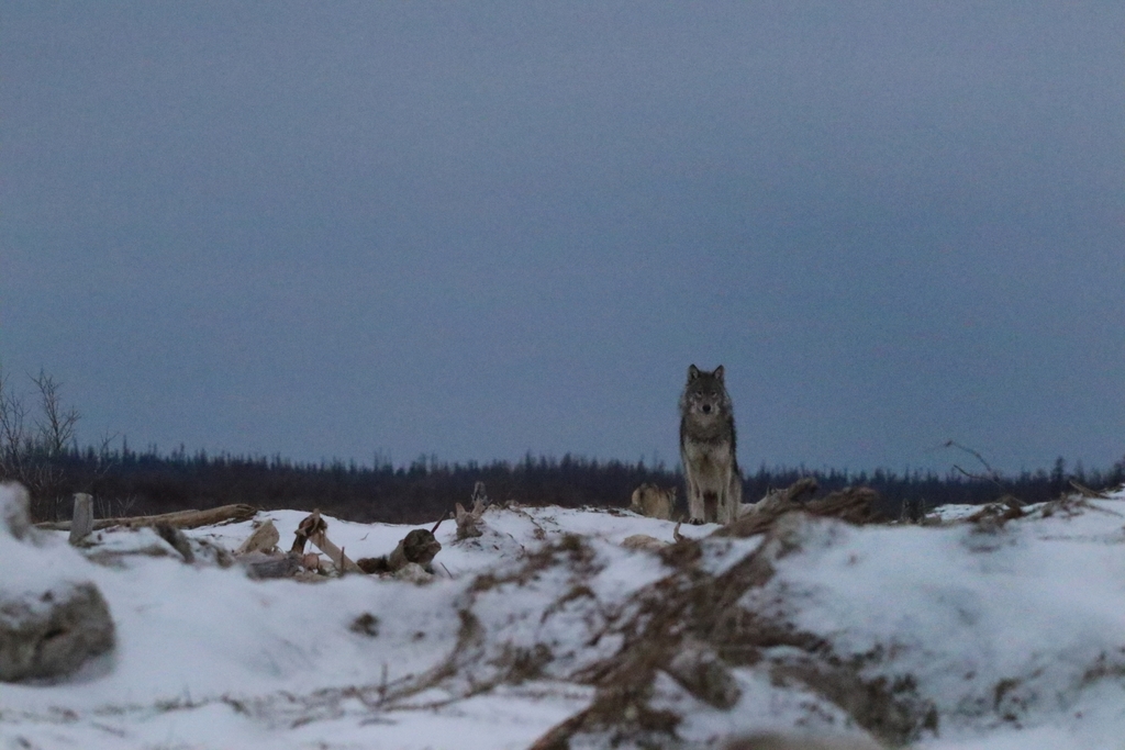Plains Wolf (Canis lupus nubilus) - Know Your Mammals