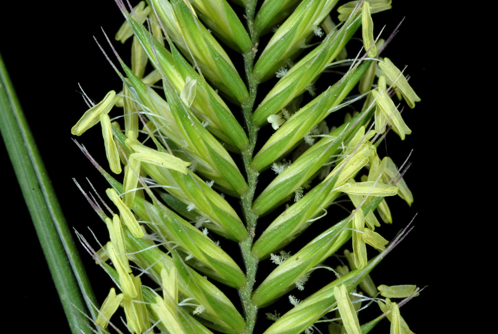 Crested Wheatgrass (Agropyron cristatum) - Botanical Realm