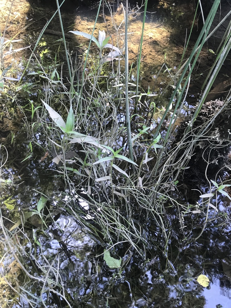 harperella in August 2021 by amybuthod · iNaturalist