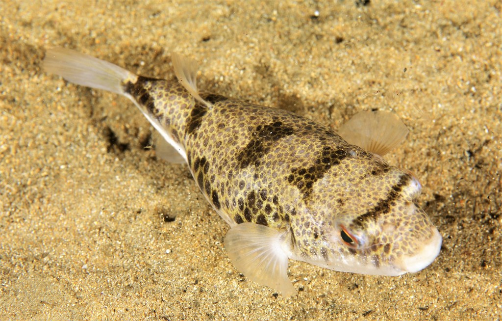 Common Toadfish from Sydney NSW, Australia on August 10, 2021 at 07:47 ...