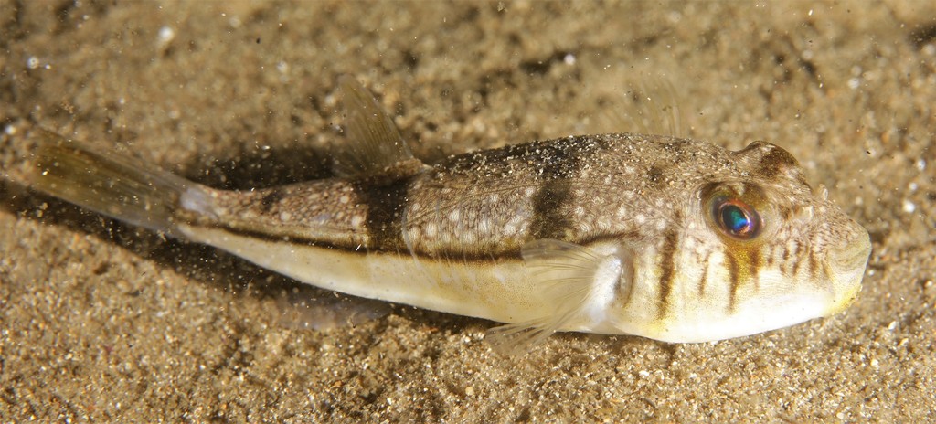 Weeping Toadfish (Fishes of Chowder Bay, Sydney, Australia) · iNaturalist