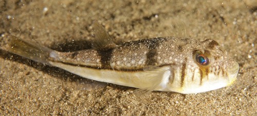 Weeping Toadfish (Fishes of Chowder Bay, Sydney, Australia) · iNaturalist