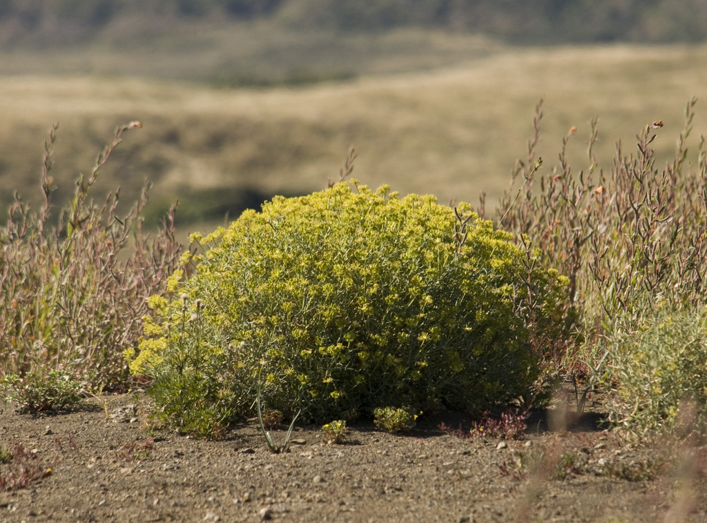 Neneo / Azorella prolifera (Tamango Flora) · iNaturalist