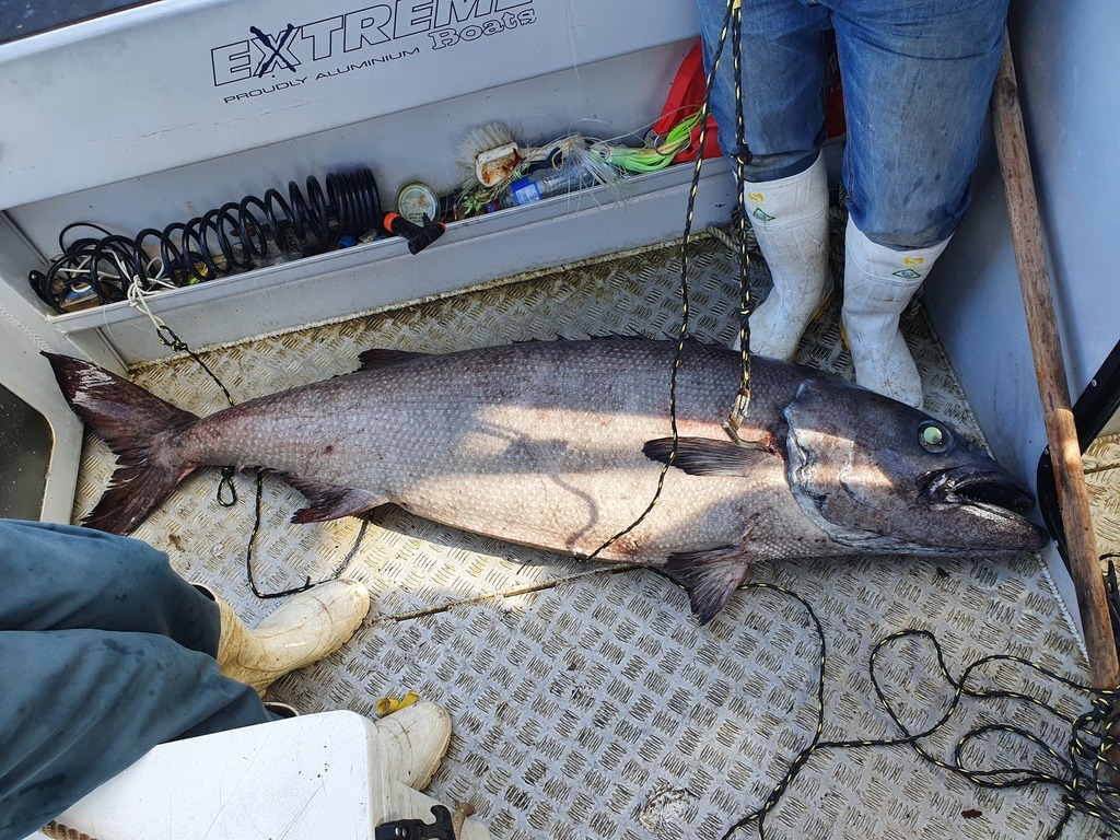 Oilfish (Ruvettus pretiosus) - Marine Life Identification