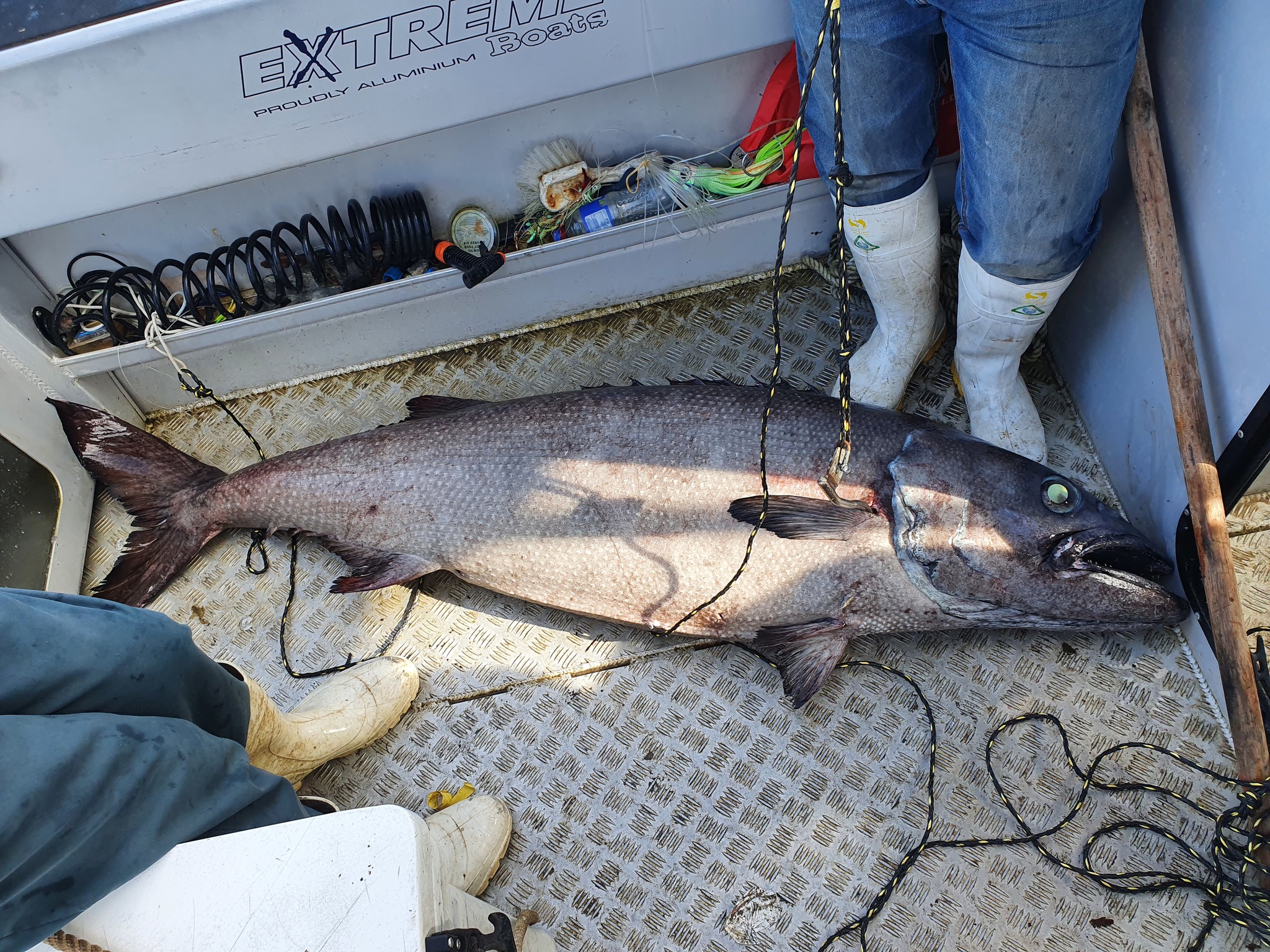 Ruvettus pretiosus Cocco, 1833