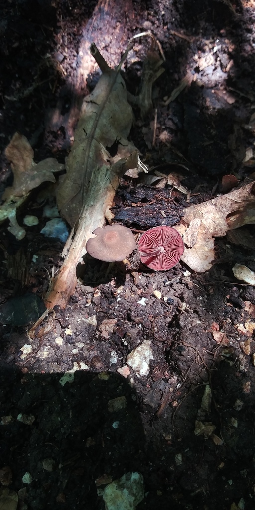 redspored dapperling in July 2021 by Jim Oehmke · iNaturalist