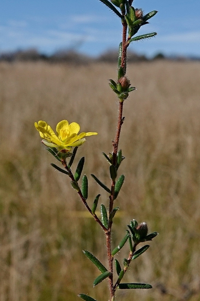 Hibbertia dispar from Green Cape NSW 2551, Australia on August 10, 2021 ...