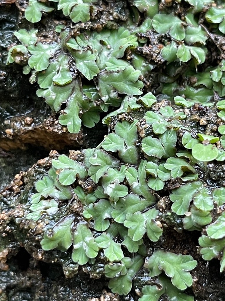 Complex thallose liverworts in August 2021 by Glenn Ehrenberg · iNaturalist