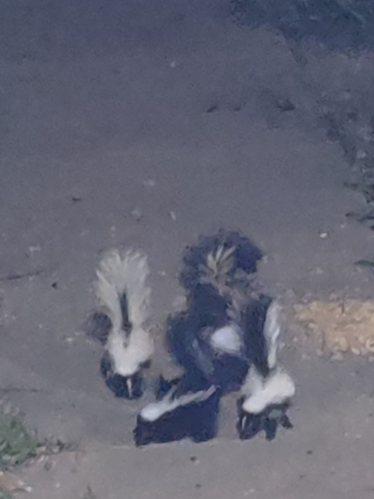 Striped Skunk from Midlothian, TX, USA on August 09, 2021 at 10:49 PM ...