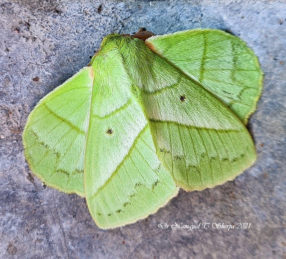 Rose Myrtle Lappet Moth from Upper Sichey, Gangtok, Sikkim, India on ...