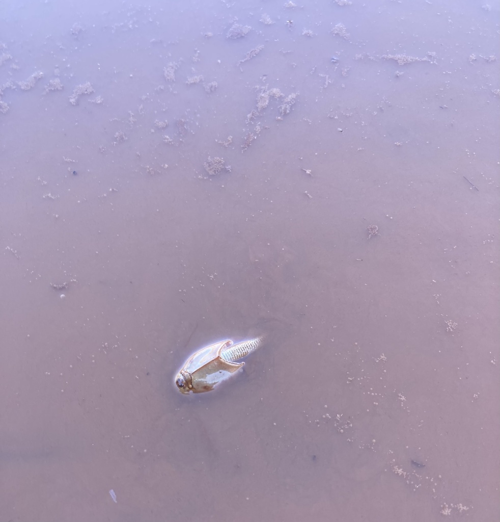 Triops from Wupatki National Monument, Flagstaff, AZ, US on August 8 ...
