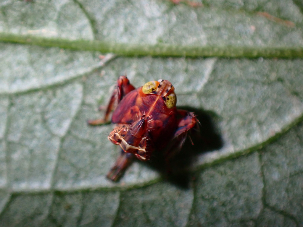 Coppery Leafhopper from McDonald County, MO, USA (Mike's Creek ...