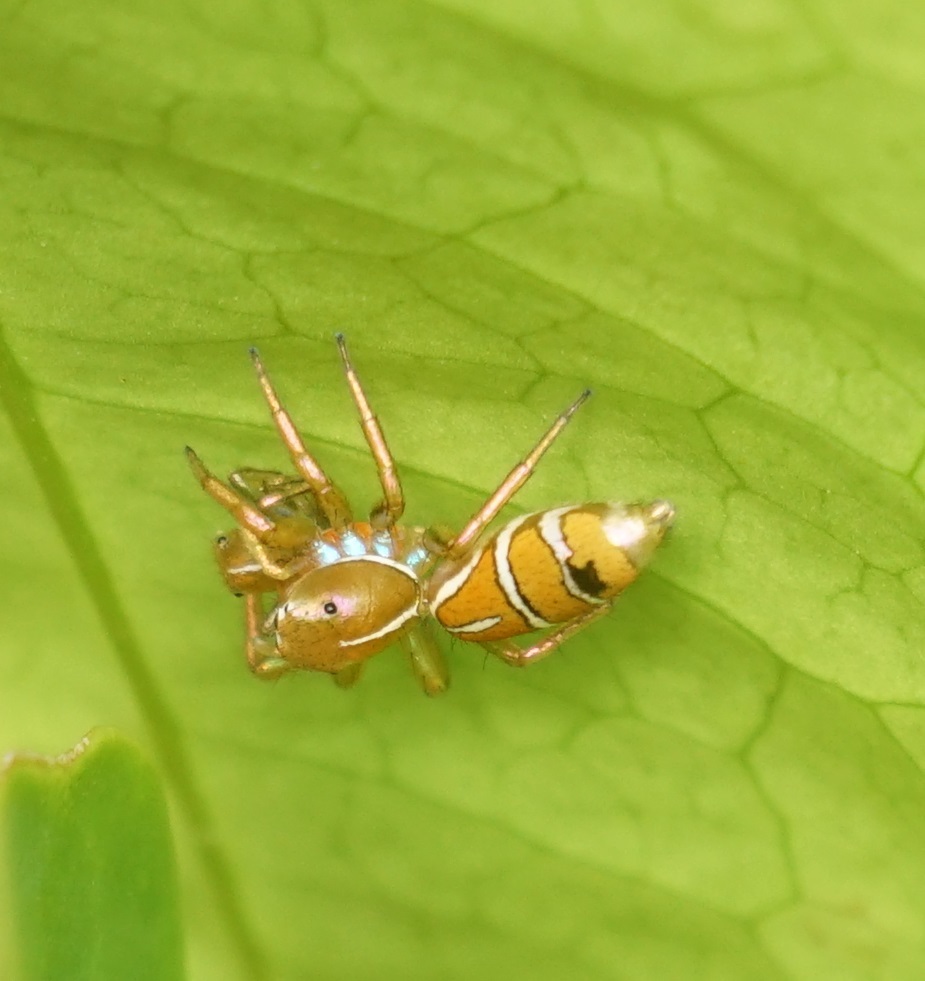 Cosmophasis bitaeniata (Keyserling, 1882)