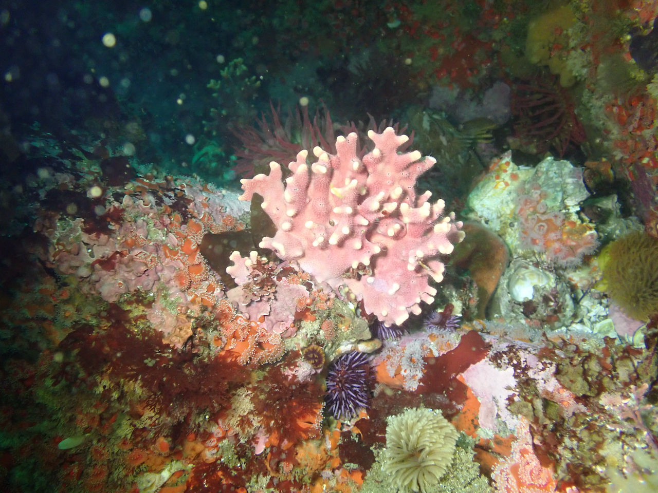 Stylaster californicus (Verrill, 1866)