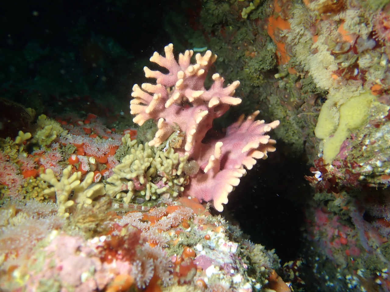 Stylaster californicus (Verrill, 1866)