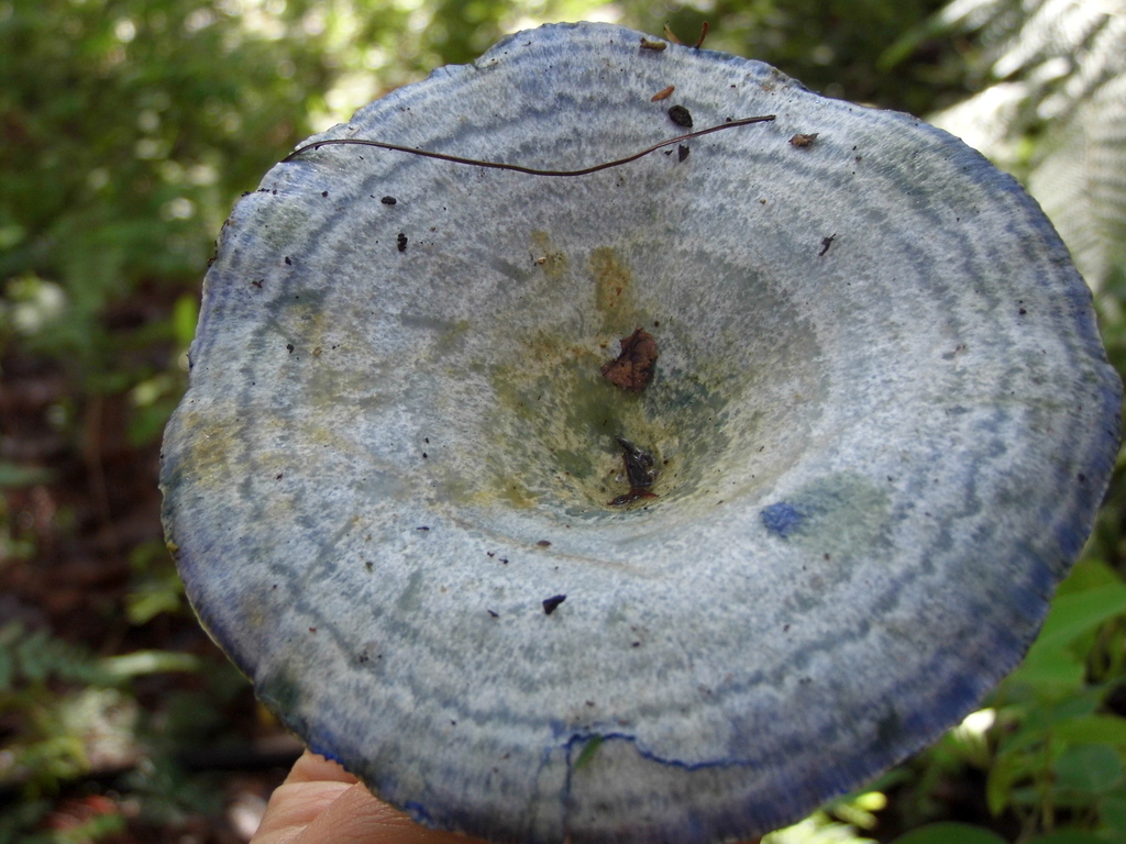 indigo milk cap from Valle de Bravo, Méx., México on August 7, 2021 at ...