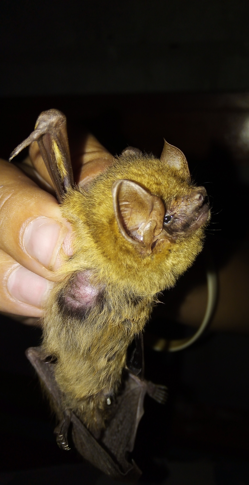 Lasiurus ega (Gervais, 1856)