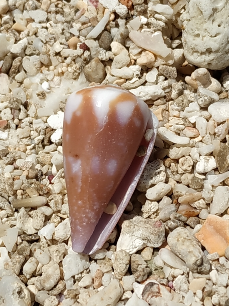 Rat Cone from 946台灣屏東縣恆春鎮砂島 on August 11, 2021 at 12:18 PM by Manis Lin ...