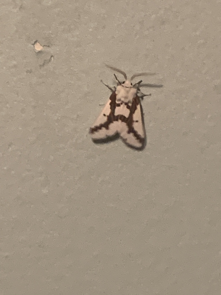 Red-tailed Specter Moth from Old Hwy 6, Howe, TX, US on August 11, 2021 ...