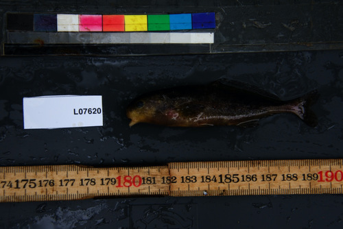 Myomyrus macrodon · iNaturalist