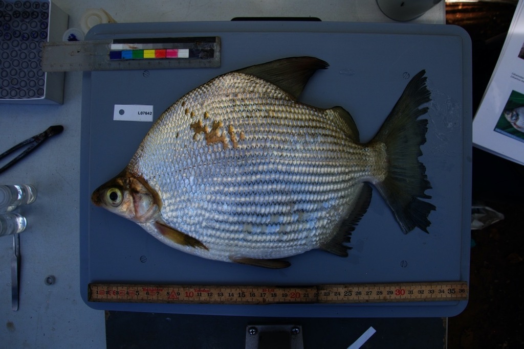 Citharinus gibbosus from Chinko-Vovodo on March 12, 2021 at 12:00 AM by ...