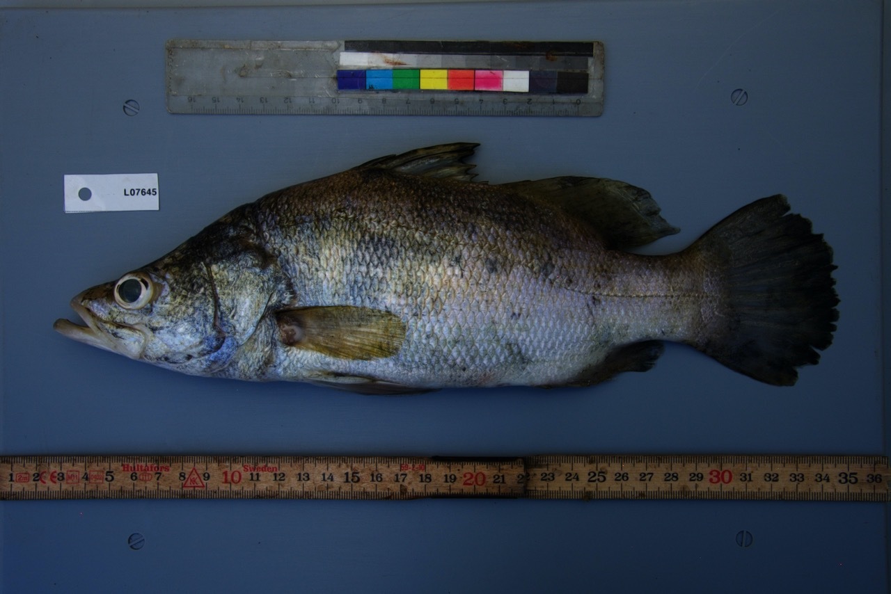 Lates niloticus (Linnaeus, 1758)