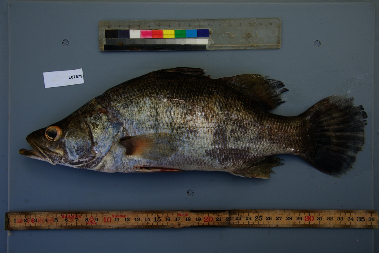 Lates niloticus (Linnaeus, 1758)