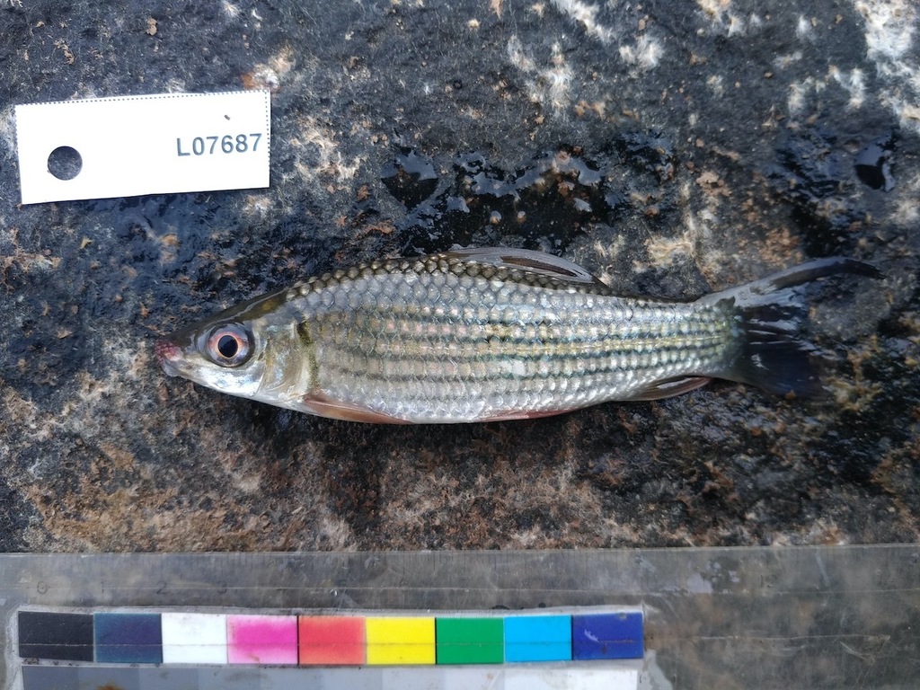 Rednose labeo (Labeo altivelis) - Marine Life Identification