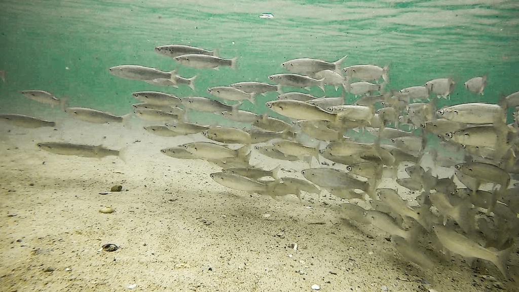 South African Mullet (Chelon richardsonii) - Marine Life Identification