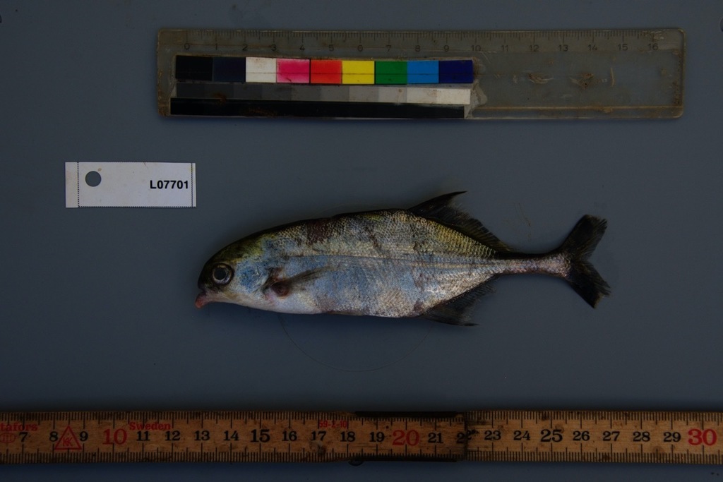(Marcusenius greshoffii) - Marine Life Identification