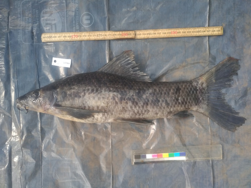 Labeo barbatus · iNaturalist