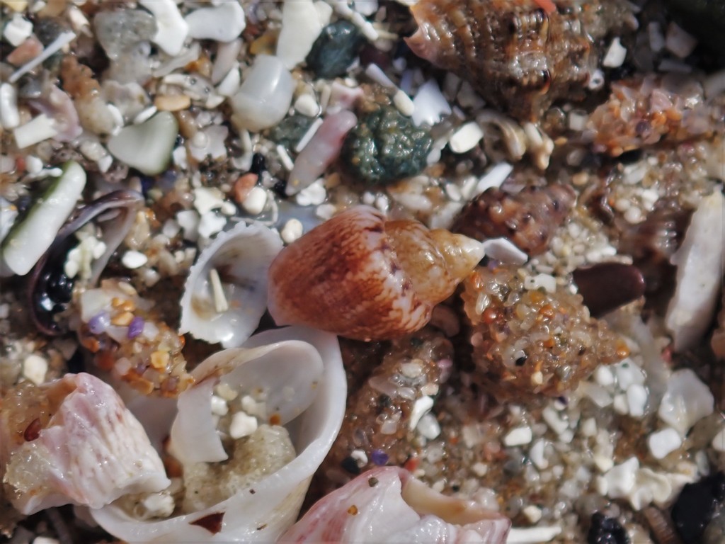 Dotted Dove Shell from Mullaway Headland NSW 2456, Australia on August ...