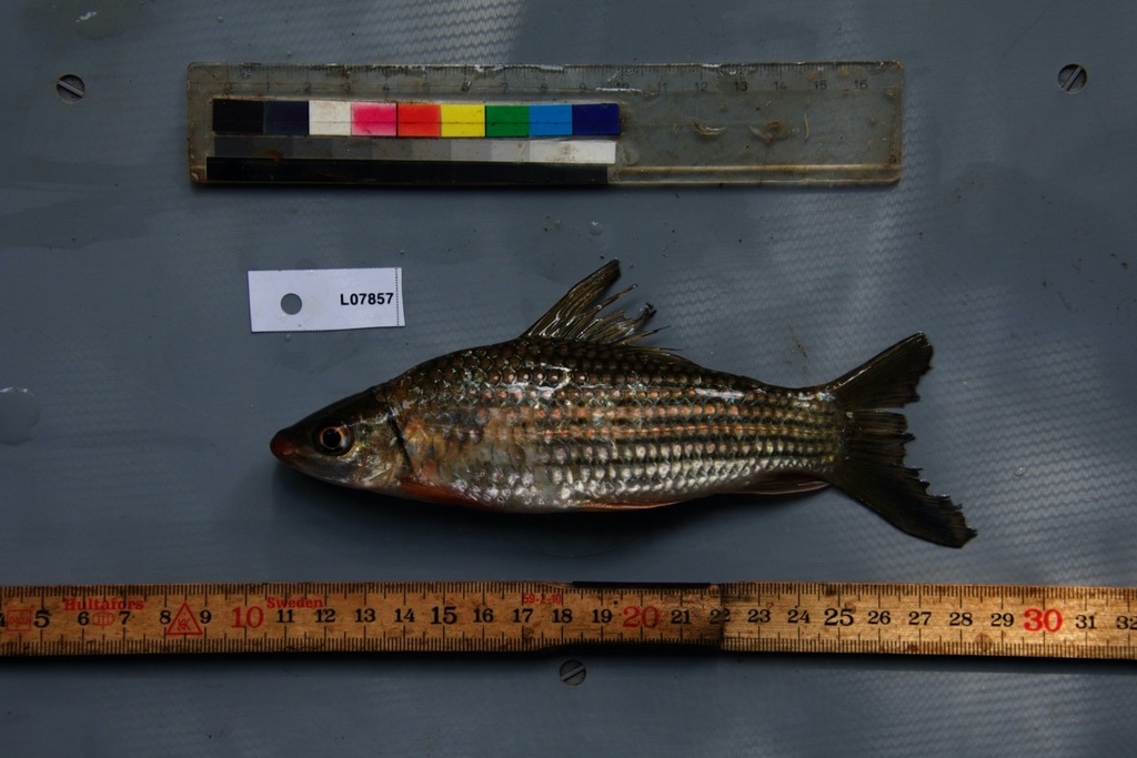 Rednose labeo (Labeo altivelis) - Marine Life Identification