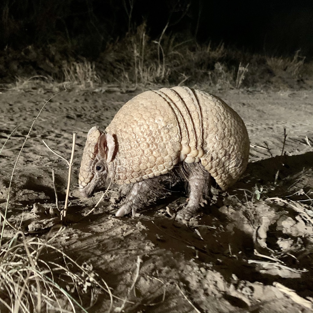 Southern Three-banded Armadillo in July 2021 by guagui · iNaturalist