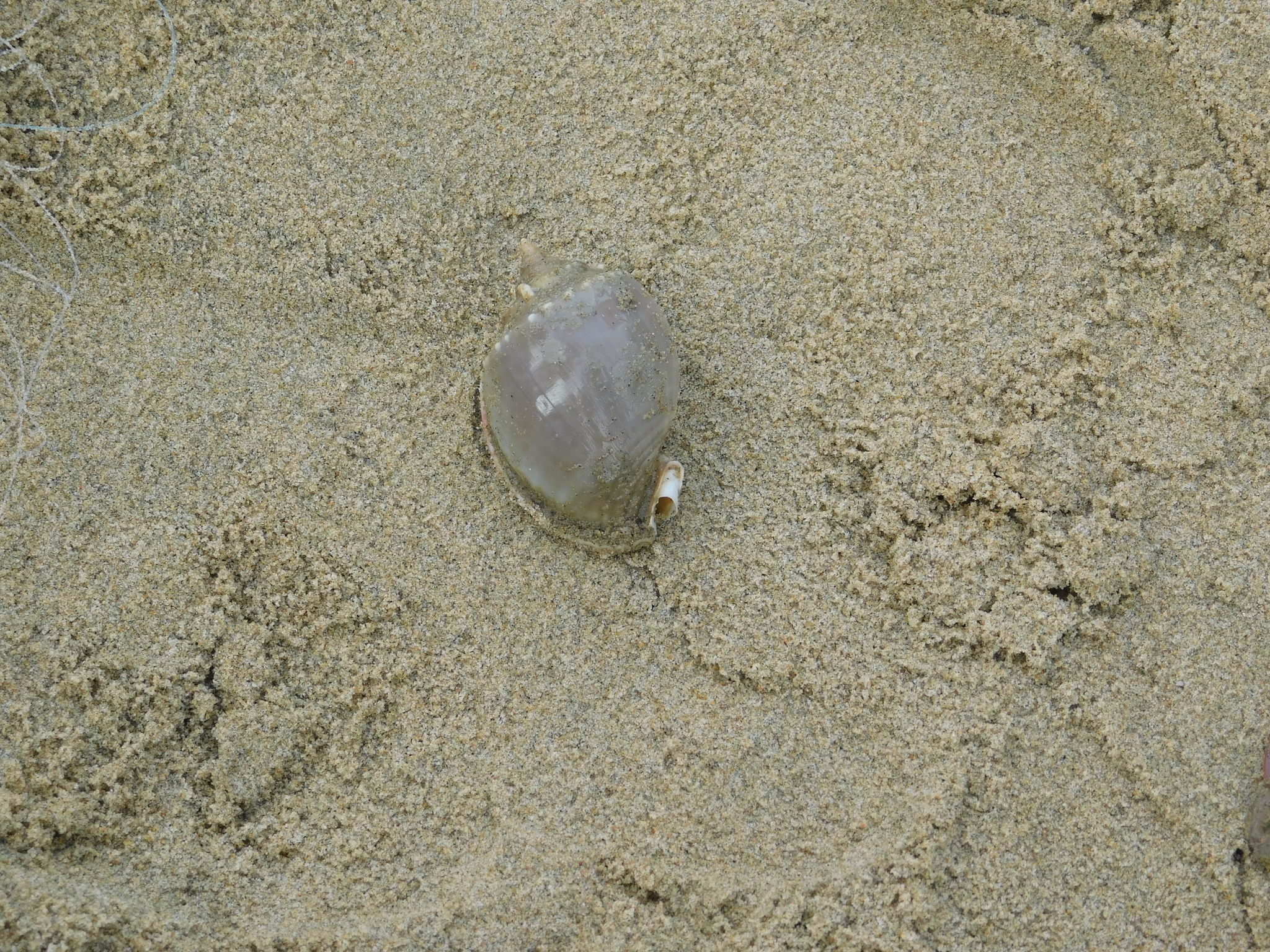 Phalium glaucum (Linnaeus, 1758)