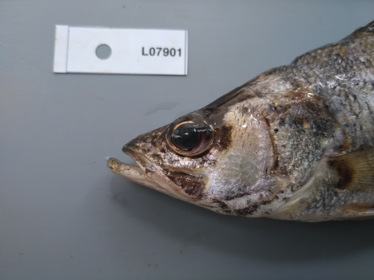 Lates niloticus (Linnaeus, 1758)