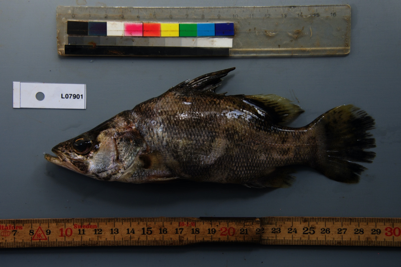 Lates niloticus (Linnaeus, 1758)
