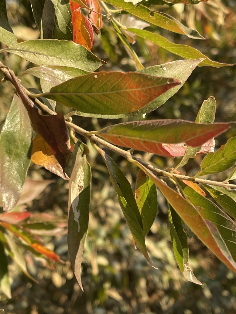 river bushwillow (Combretum erythrophyllum) - Botanical Realm