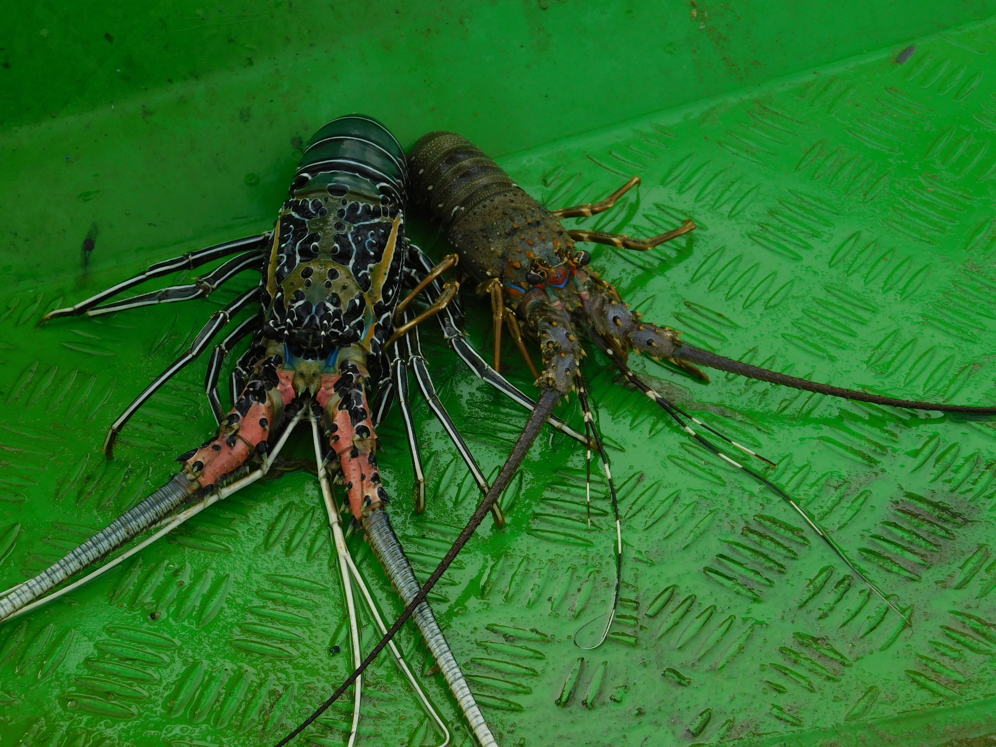 Panulirus homarus (Linnaeus, 1758)