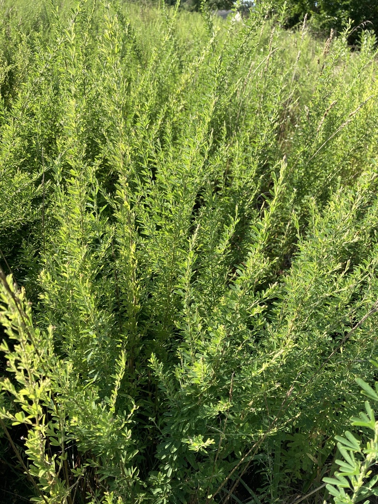 Chinese bushclover from Montgomery County, US-MD, US on August 11, 2021 ...