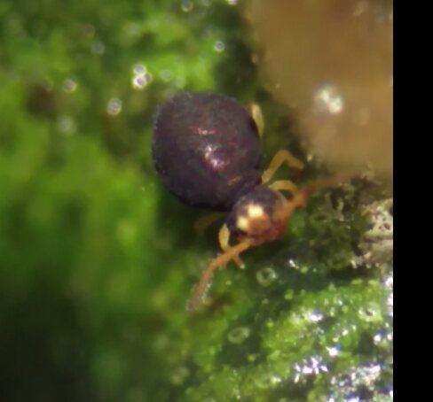 Globular Springtails from Humboldt Hill, CA 95503, USA on April 9, 2018 ...
