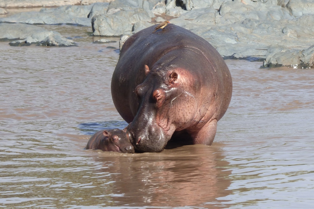 Hippopotamuses (Hippopotamidae) - Know Your Mammals