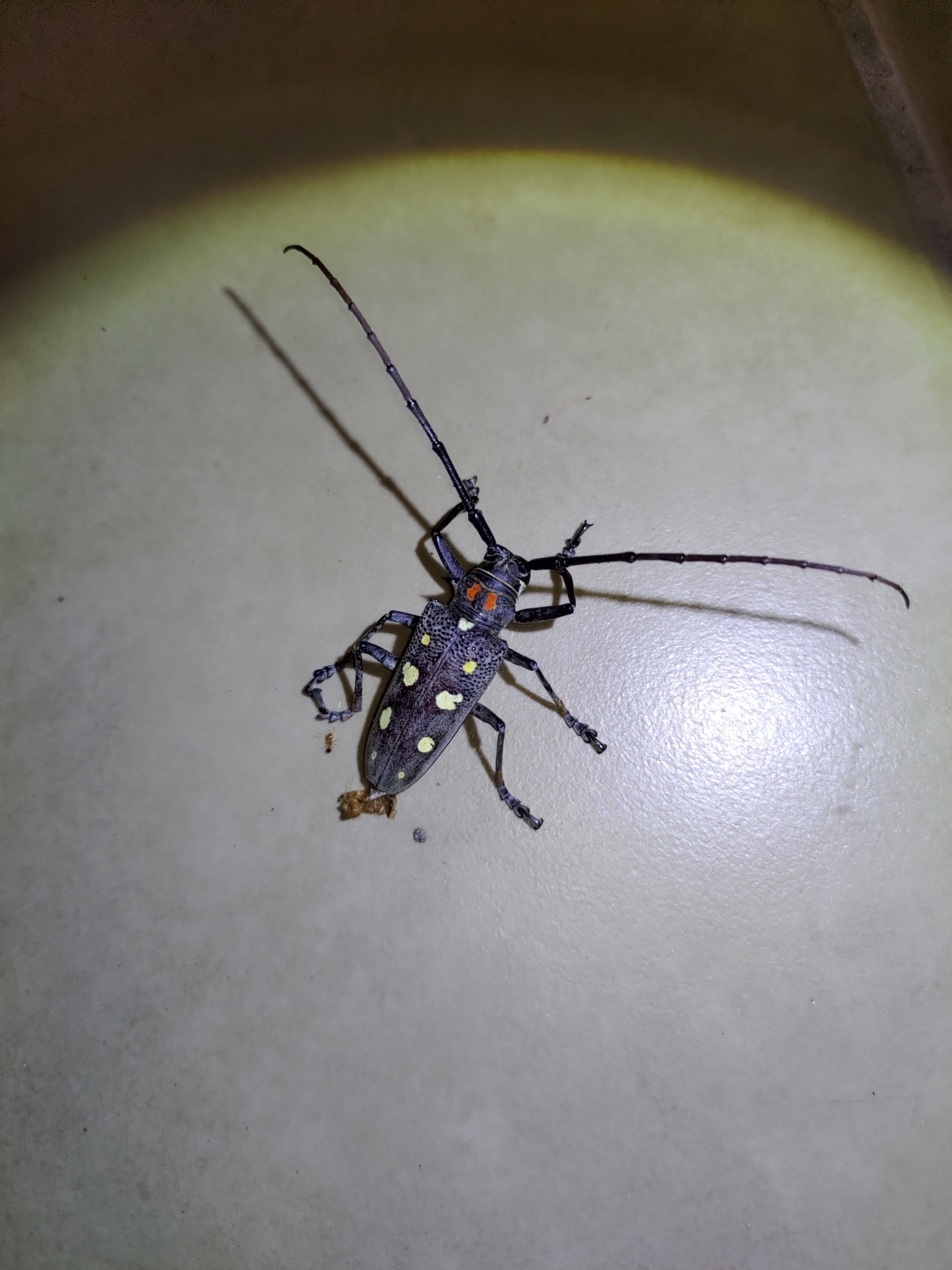 Batocera rubus rubus