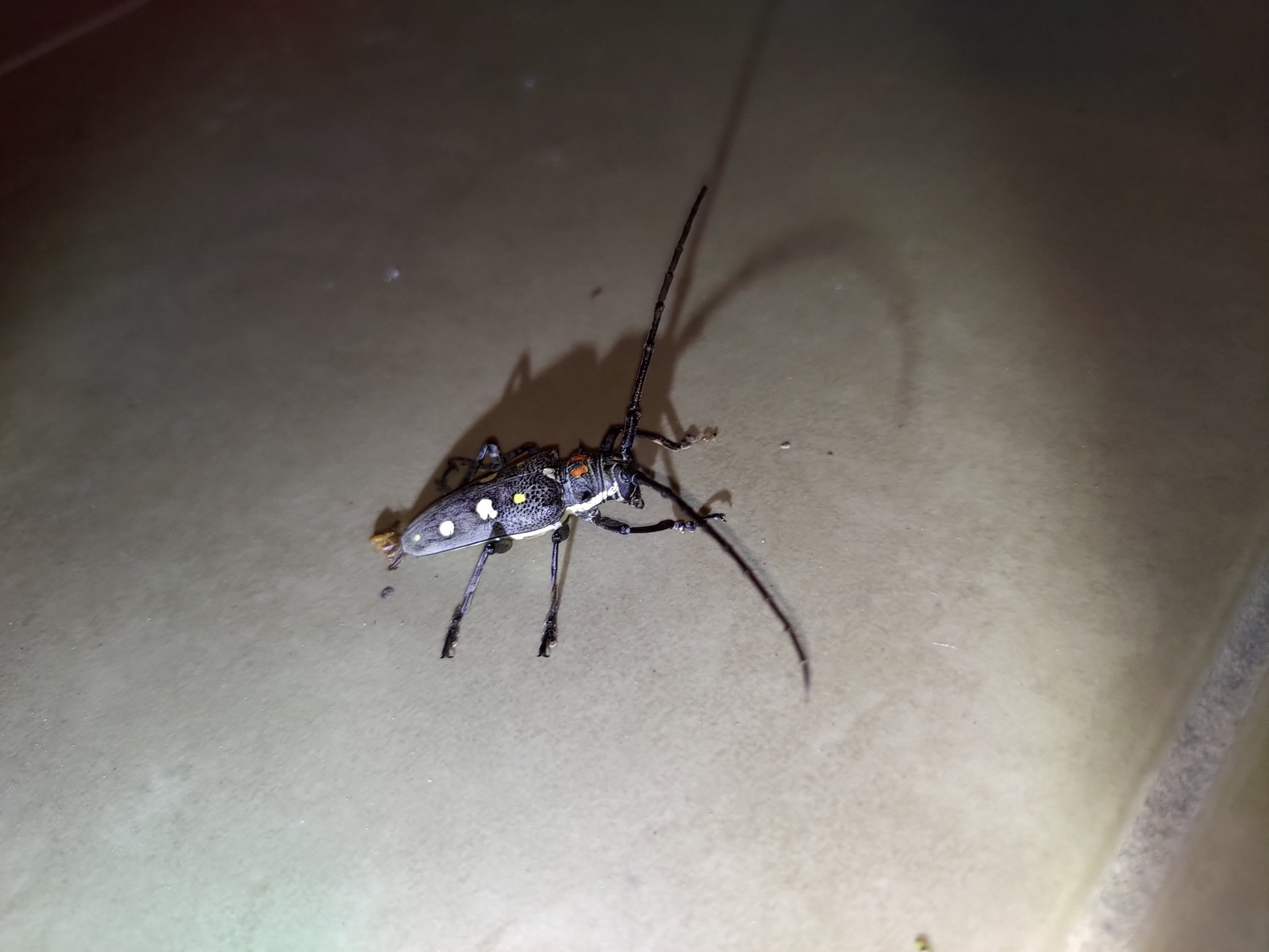 Batocera rubus rubus